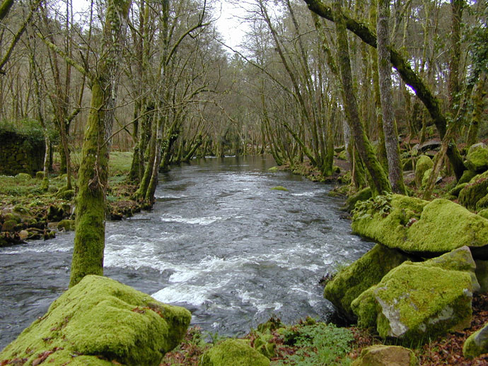 Musgos y líquenes / Río Barbantiño :: O Viñao, Punxin y Arrabaldo ...